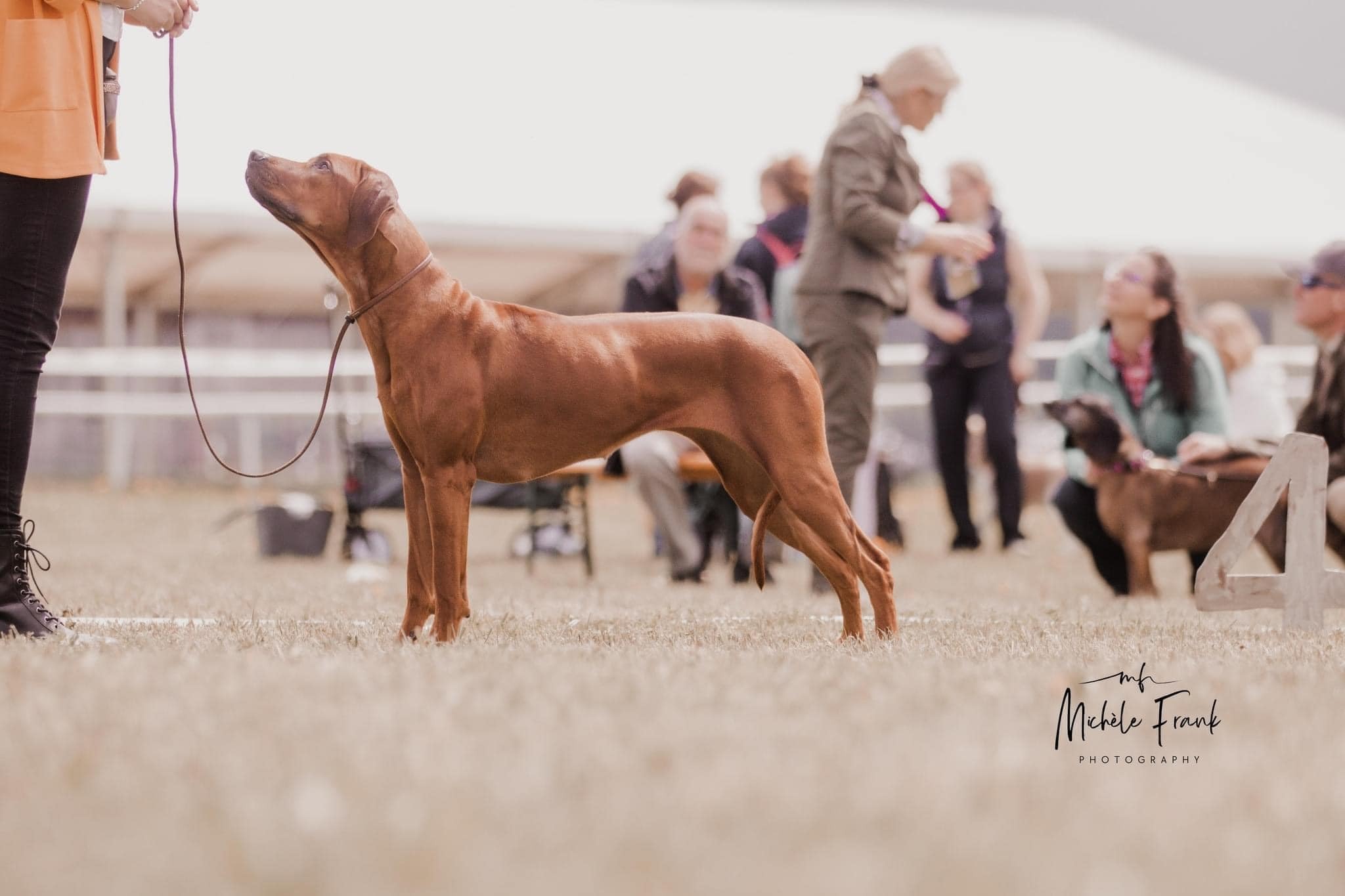 RRCS: Rhodesian Ridgeback Club Schweiz - RRCS - Rhodesian Ridgeback ...
